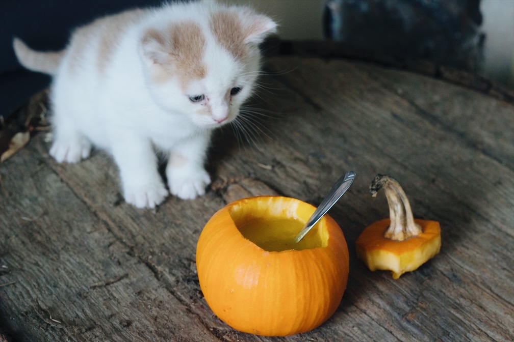 Potage à la citrouille - Noisette et Ciboulette